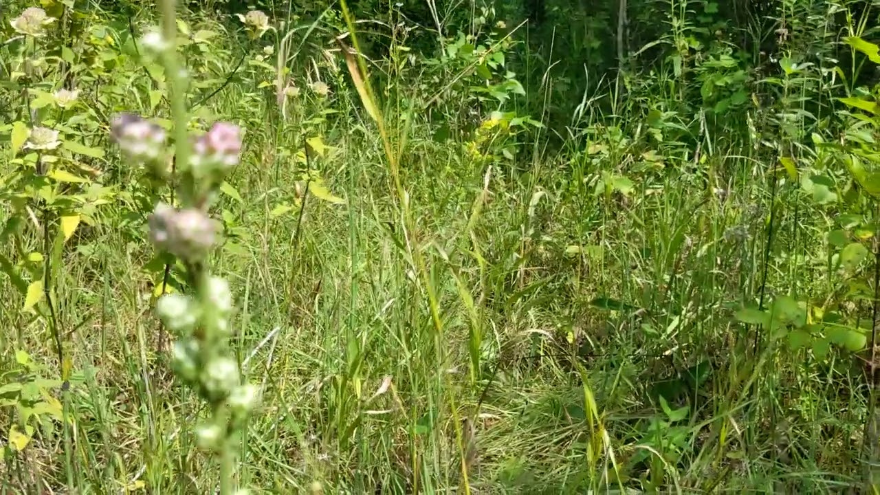 Rough blazingstar (liatris aspera) @TheDriftlessDenizen