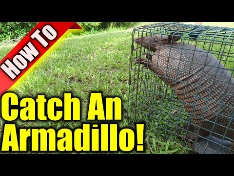 Armadillo Trap: How To Get Rid Of Armadillos