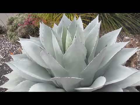 JayK Channel: Agave Ovatifolia #succulents