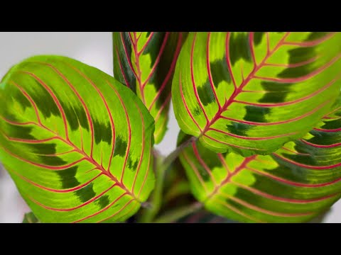 Top Houseplants for Low Light | Costa Farms