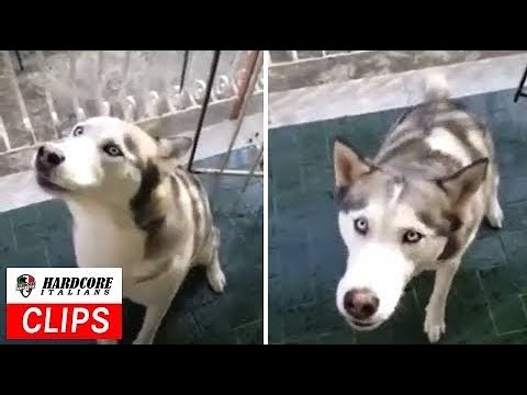 Dog Says Swear Words in Italian - Funny Video!