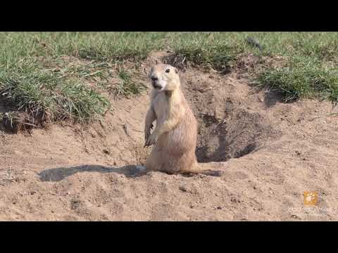 Le cri du chien de prairie