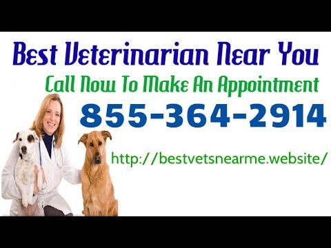 Best Emergency Veterinarian Near Me - 24 Hour Local Emergency Vet Hospital Near Me