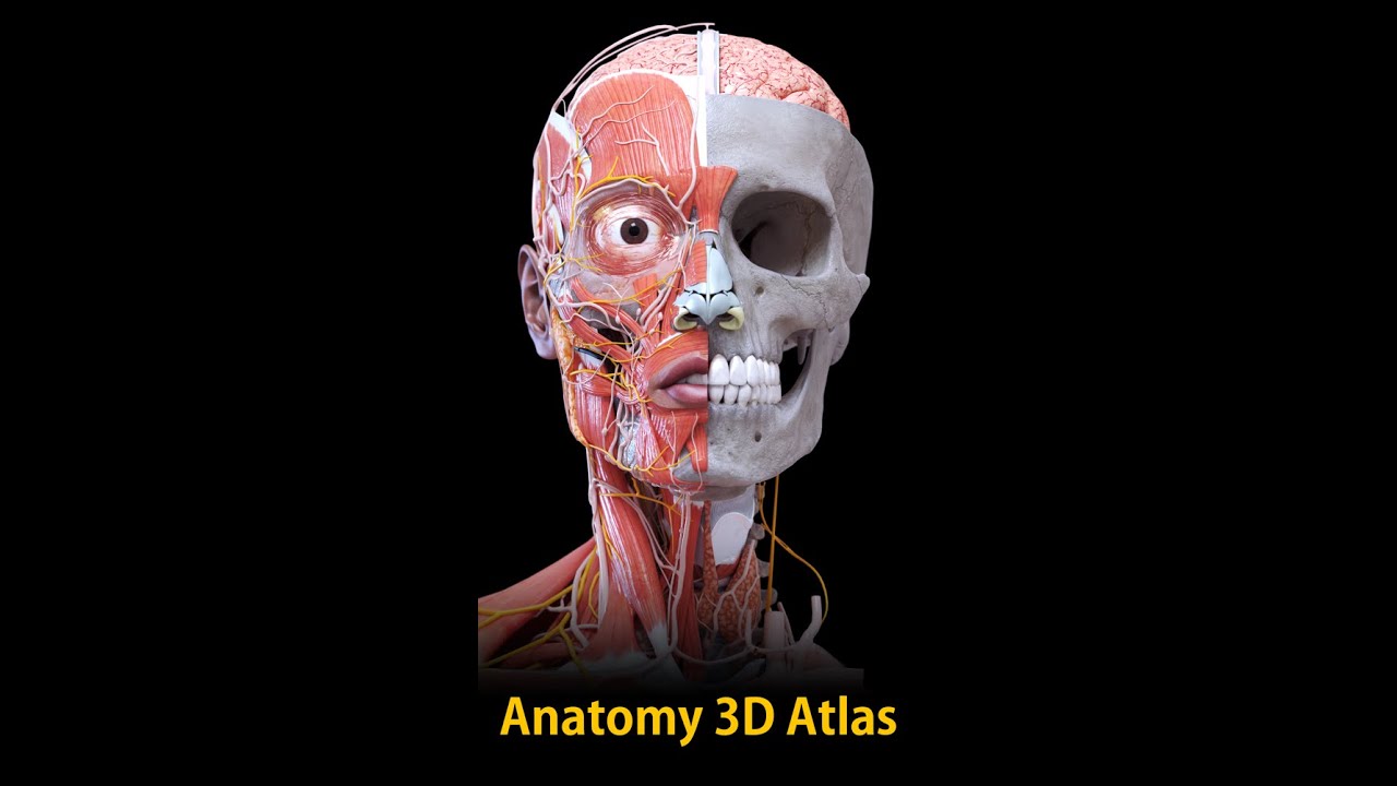 3D HUMAN MALE ANATOMY