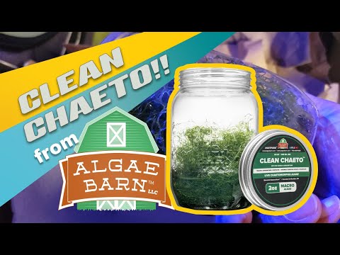 Clean Chaeto from Algae Barn Review