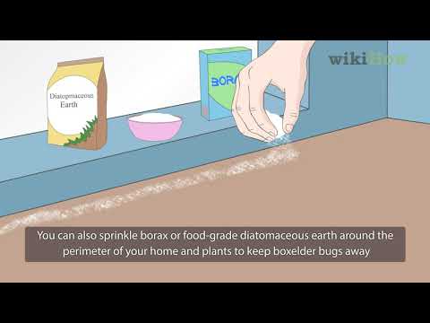 How to Get Rid of Boxelder Bugs Outside
