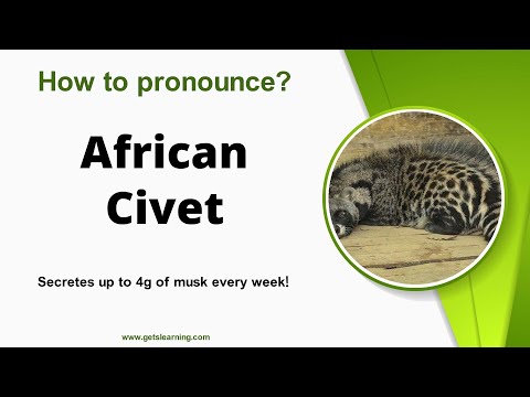 How to pronounce (African Civet) Correctly in English