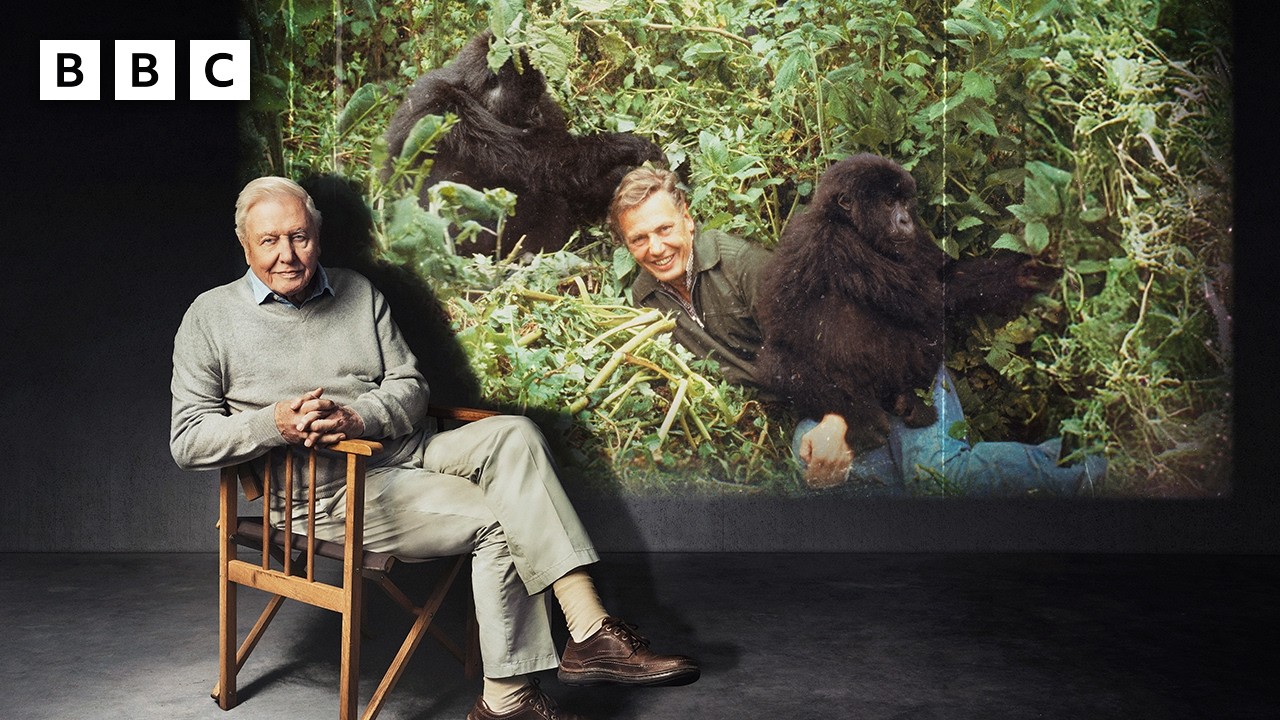Sir David Attenborough's amazing gorilla encounter - BBC