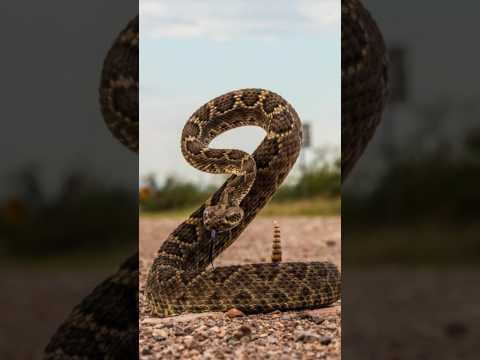 One Minute With The Toxic Desert King: Mojave Green Rattlesnake