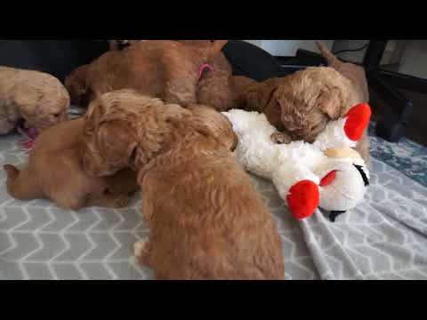 Scarlett & Dakota's Red Mini Australian Labradoodles #2