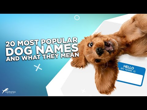 20 Most Popular Dog Names and What They Mean
