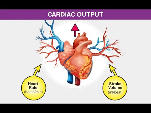 What Stroke Volume is and How to Calculate it