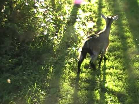 Jenny Goat