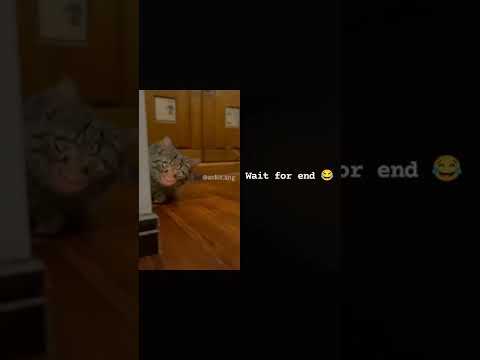 cat abuse shorts #instareels #memes #tagyourfriends #comedy #waittilltheend #viralshorts #viralvideo