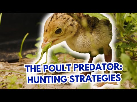 The Poult Predator: Hunting Strategies