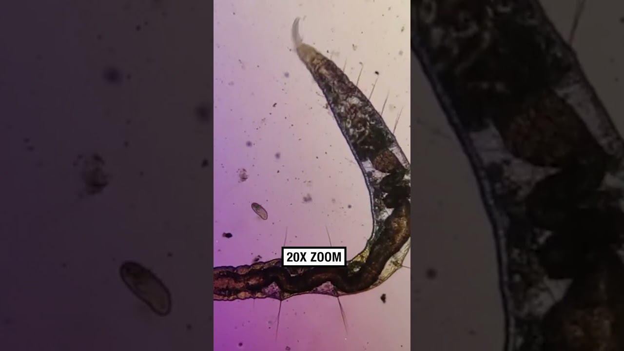 Tap water vs Holy Water under the microscope! 🔬🤢  -  🎥 microscope.vision