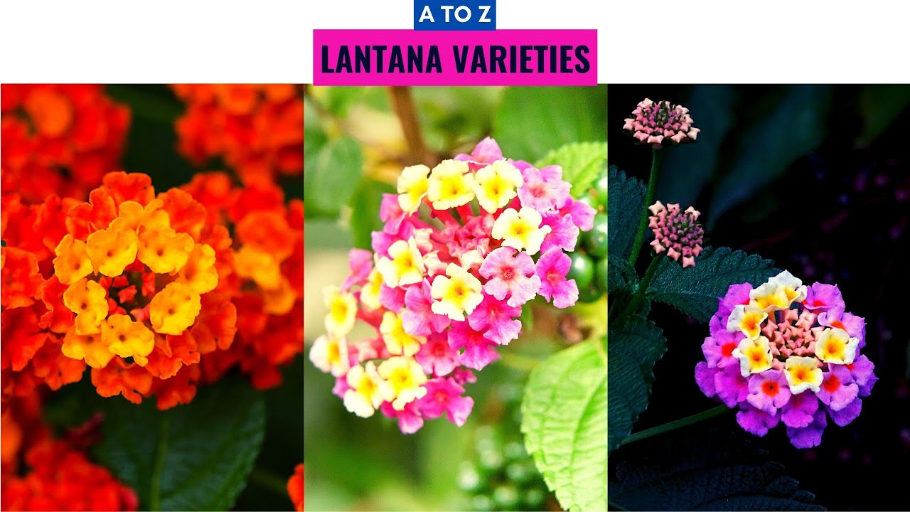 Lantana Varieties A to Z