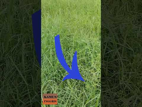 Bahasa Inggris dari Rumput - Kamus Inggris