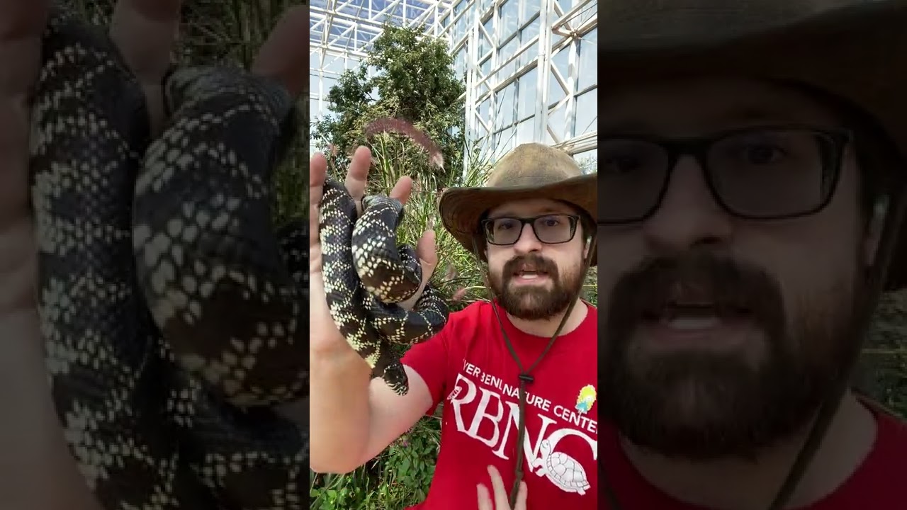 Learn all about Desert Kingsnakes!