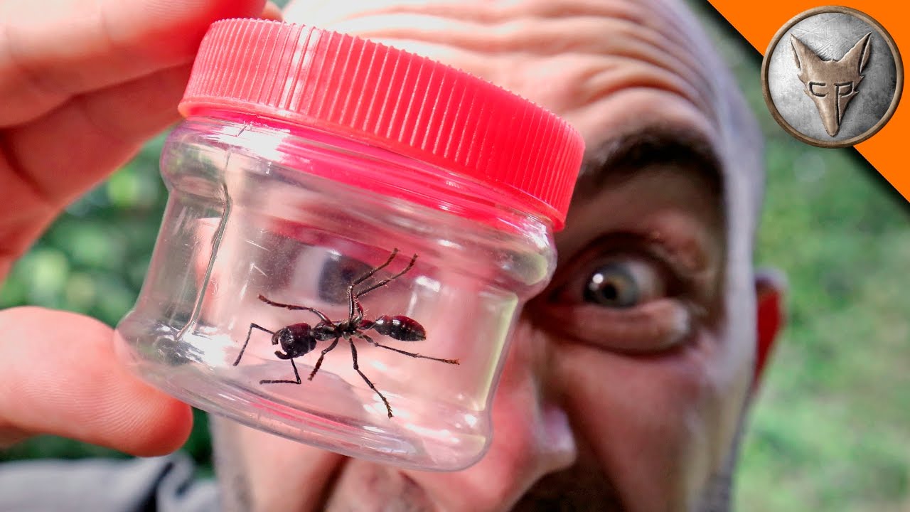 Bullet Ant Adventure!