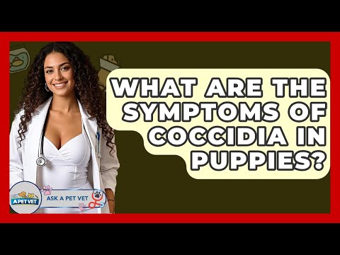 What Are The Symptoms Of Coccidia In Puppies? - Ask A Pet Vet