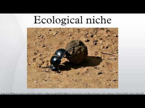 Ecological niche
