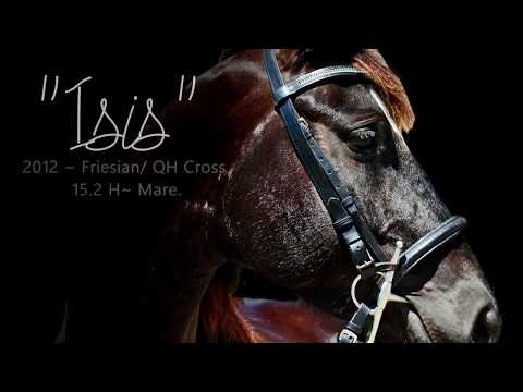 "Iris" SOLD!: Friesian/QH Cross - Classical Dressage, Western Dressage, 3 day Event/Hunter