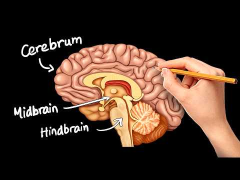 Structure and Function of Brain (in Hindi)
