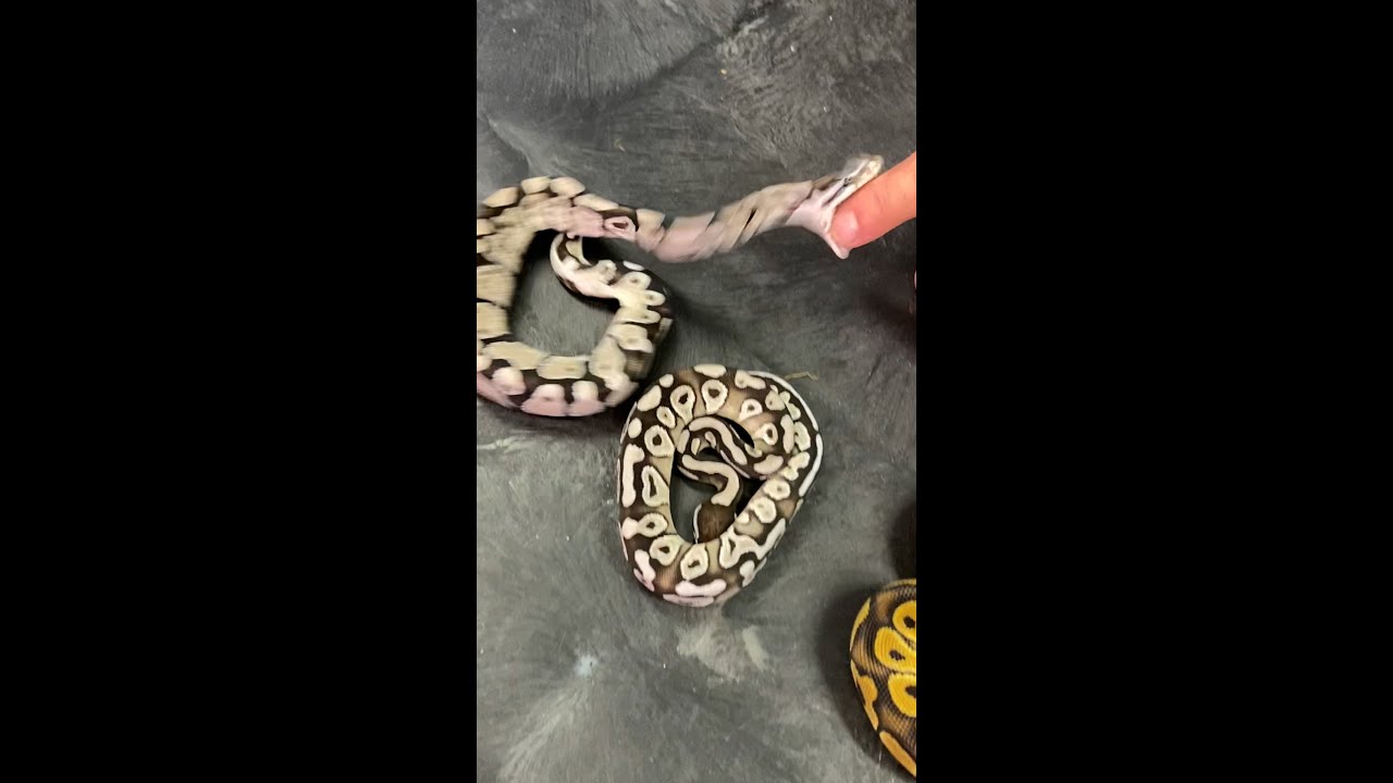 INSANE Ball Python Genetics 🧬 #shorts