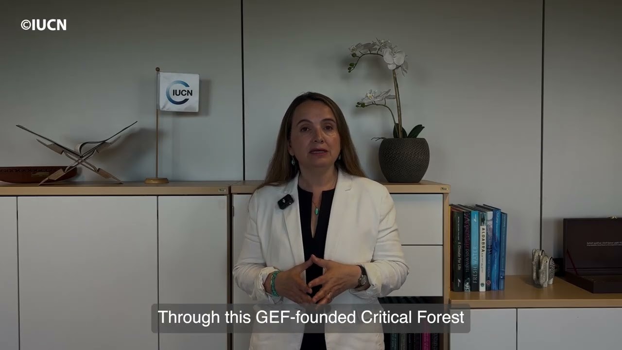 Introducing Primary Forests: Understanding Why These Important Ecosystems Matter