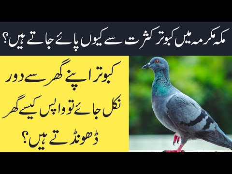 Facts About Pigeons In Hindi/Urdu | Information About Pigeon | Pigeon Life Story | Pigeons
