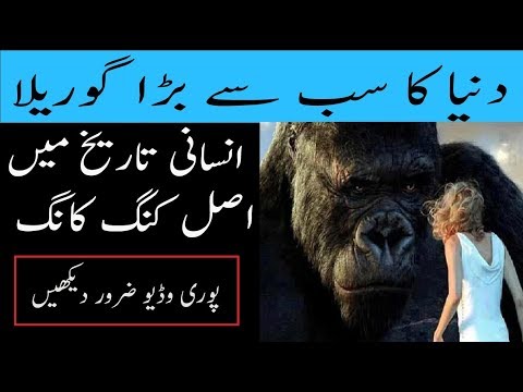 Insan Ki Tareekh Ka Asal Gorilla (King Kong) | urdu informations | urdu documentary | King Kong