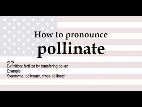 How to pronounce 'pollinate' + meaning