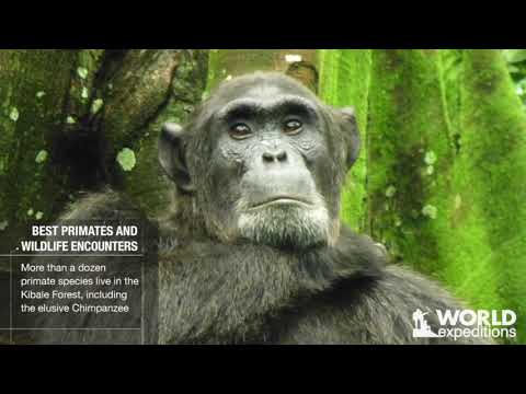 Uganda Gorilla Tours | Witness Primates & Wildlife with World Expeditions