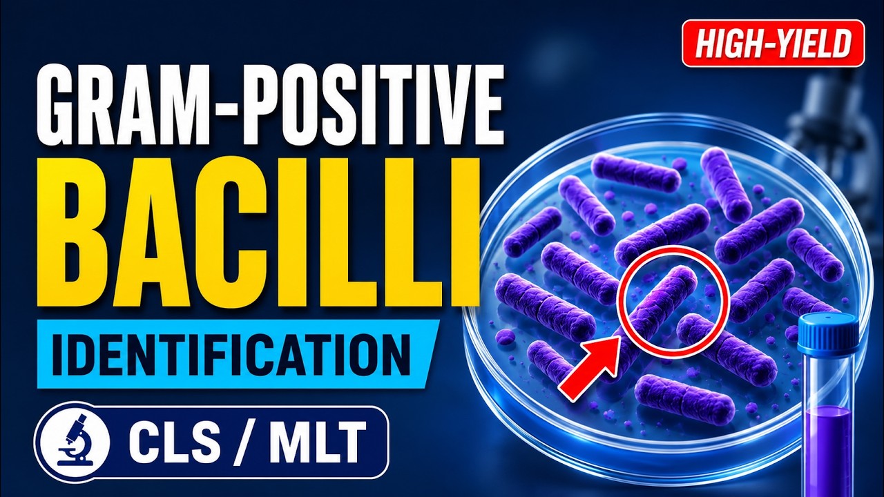 Gram-Positive Bacilli Identification Explained | CLS / MLT Study Guide