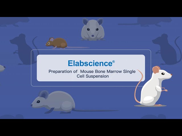 Step-by-Step Guide to Preparing Mouse Bone Marrow Single Cell ...