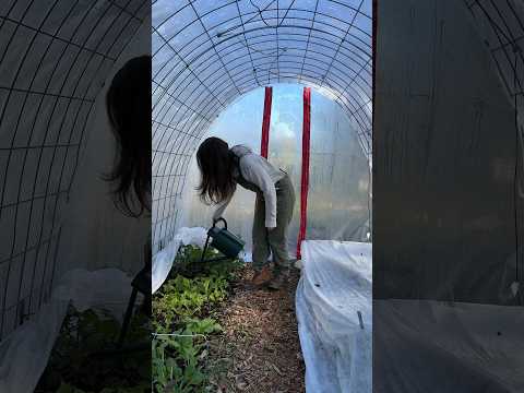 Crucial Keys To Growing My Own Food In A Greenhouse This Winter #gardeningvideos #growyourownfood