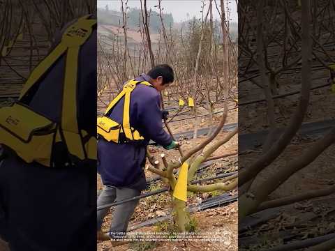 Baraunay FIG tree pruning branches - Good tools make work more efficient