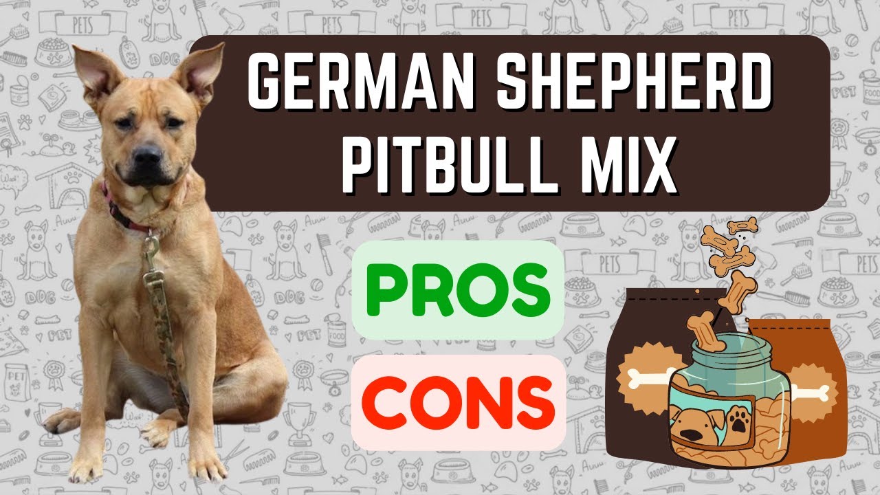 German Shepherd Pitbull Mix: PRO'S & CON'S!