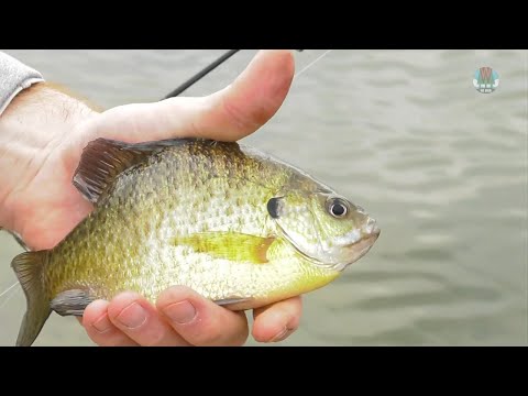 Wisconsin DNR announces new fishing regulations