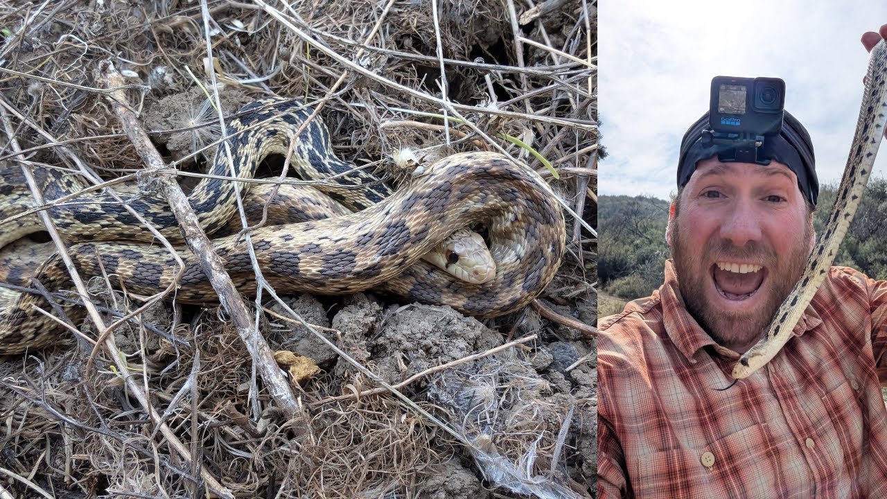 Flip tips & more | Herping 101