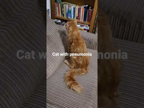 Cat pneumonia