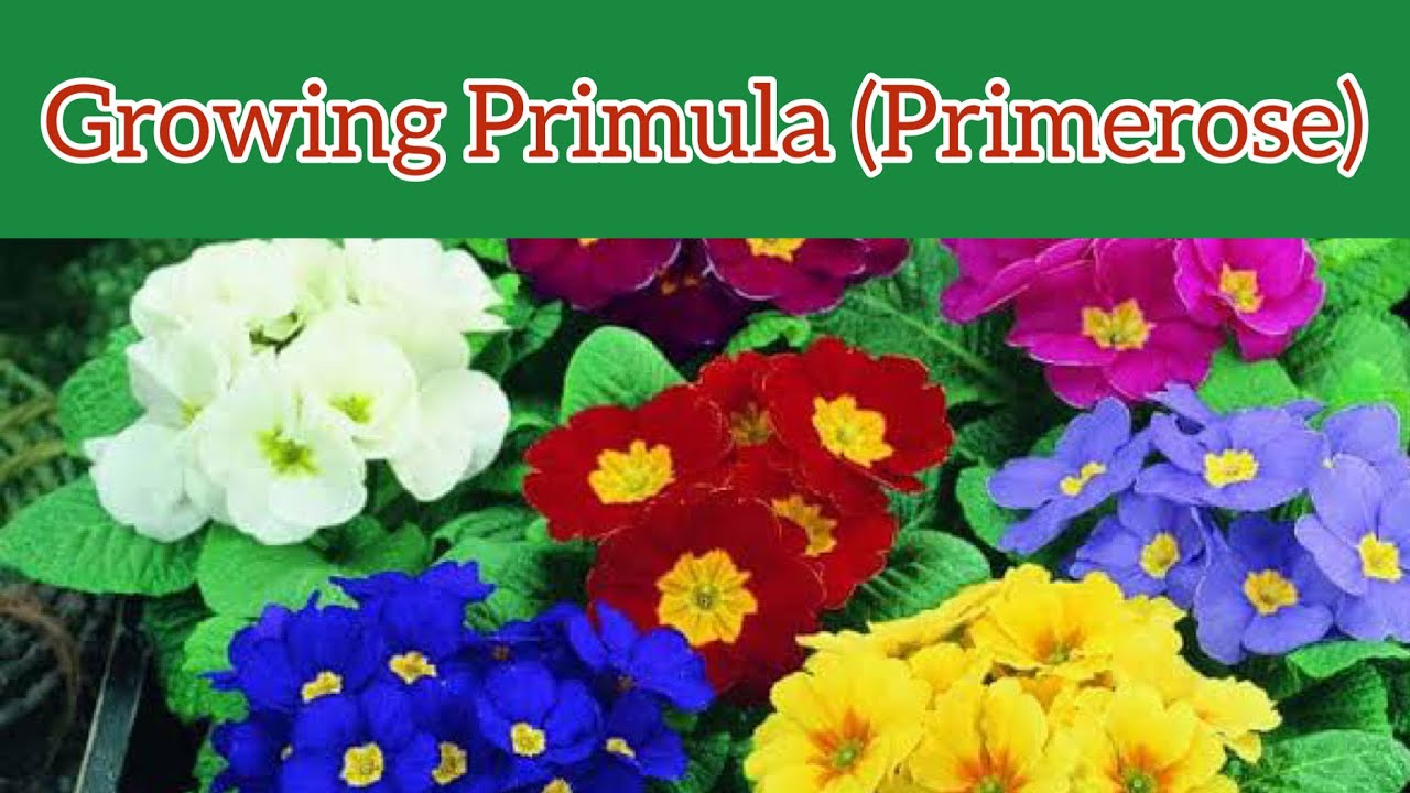Growing Primula (Primerose) | Repotting, care and growth tips