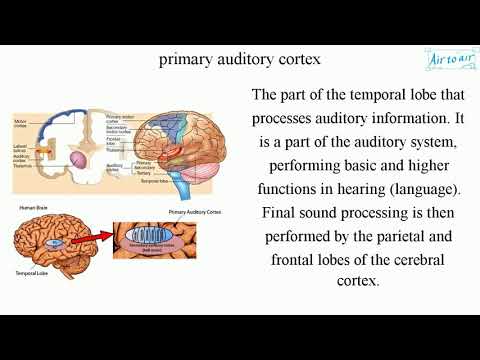 primary auditory cortex