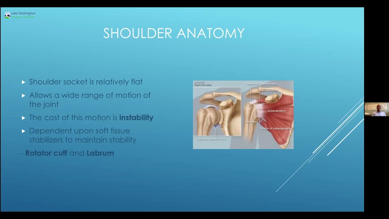Dr.  Antoine:  Shoulder Anatomy Glenoid