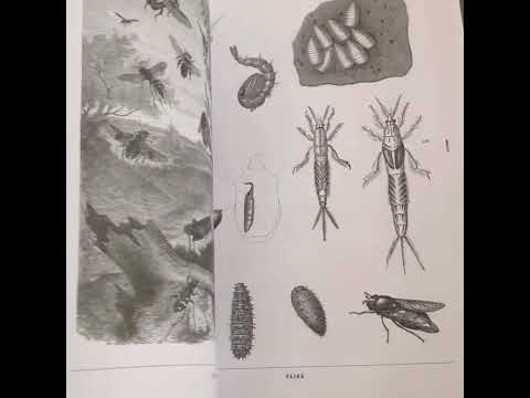 The Insect Reference Book: An Image Archive for Artists and Designers by Vault Editions #design
