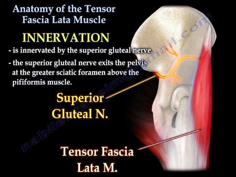 Anatomy of the Tensor Fascia Lata Muscle - Everything You Need To Know - Dr. Nabil Ebraheim