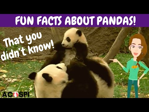 Amazing facts you probably didn't know about Giant Pandas for Kids with ACOSPI | Educational Video