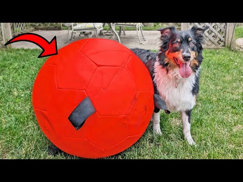 If You Have a Herding Dog, This Herding Ball is a MUST Have!