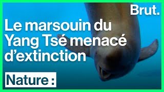 Le Marsouin symbolisme